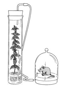 Gaswisseling (SE) | Biologielessen.nl