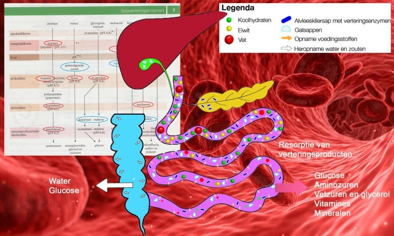 Voeding en vertering (SE) | Biologielessen.nl