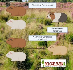 Intermediair fenotype - Biologielessen.nl