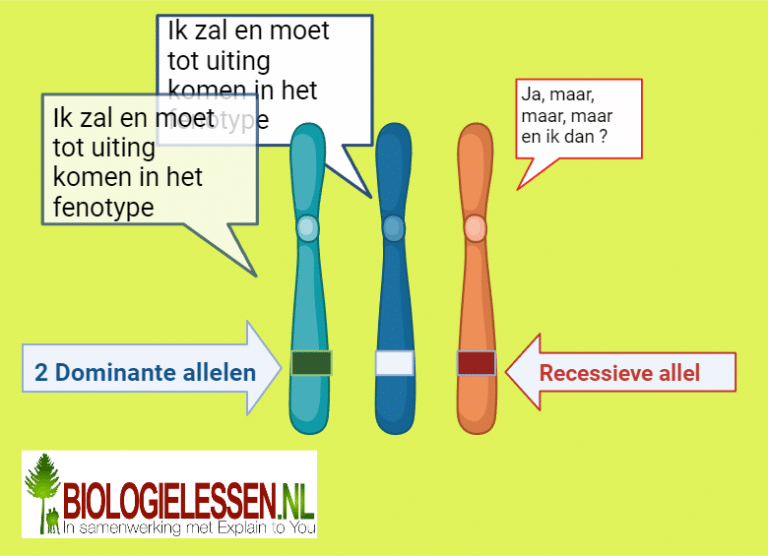 Intermediair fenotype - Biologielessen.nl