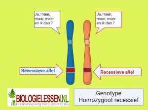 Genen en allelen - Biologielessen.nl