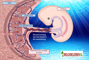 Placenta en navelstreng - Biologielessen.nl