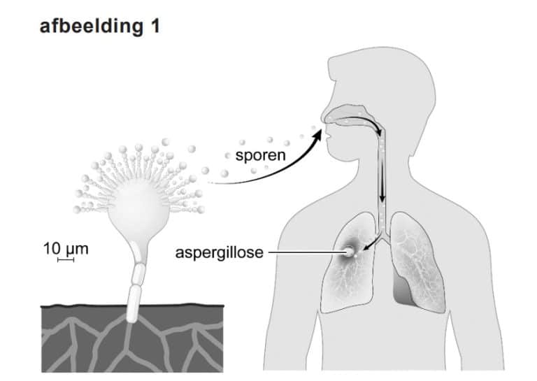 Cellen, weefsels en organen (SE) | Biologielessen.nl