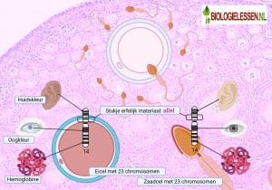 Genen en allelen | Biologielessen.nl